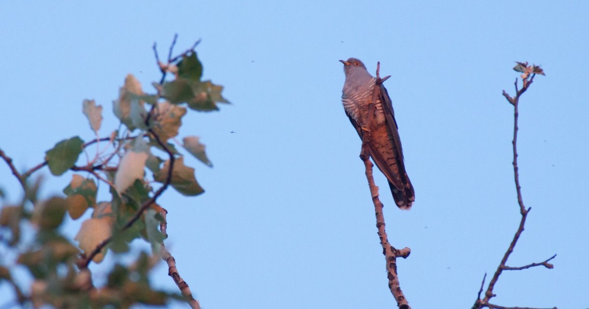 Madarak jönnek, madarak mennek – végéhez közeledik a tavaszi vonulás ...