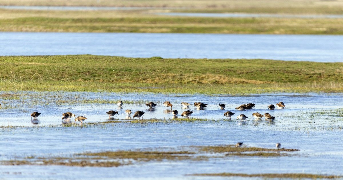 Madárparadicsom Kardoskúton | Körös-Maros Nemzeti Park