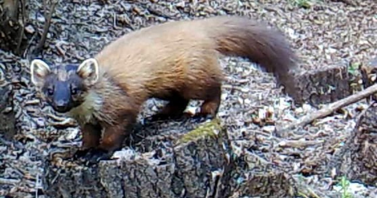 A marosi erdők akrobatikus vadásza: a nyuszt | Körös-Maros Nemzeti Park